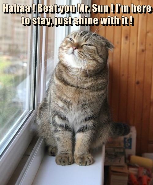 You can never win against cats - Lolcats - lol | cat memes | funny cats ...