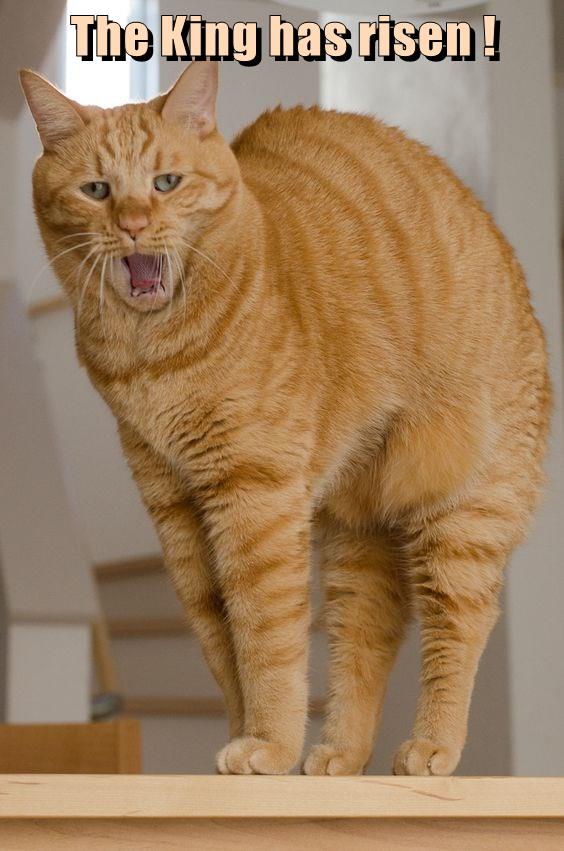 All hail - Lolcats - lol | cat memes | funny cats | funny cat pictures ...