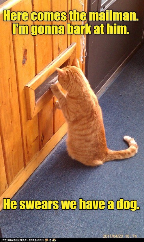 The joys of learning a foreign language. - Lolcats - lol | cat memes ...