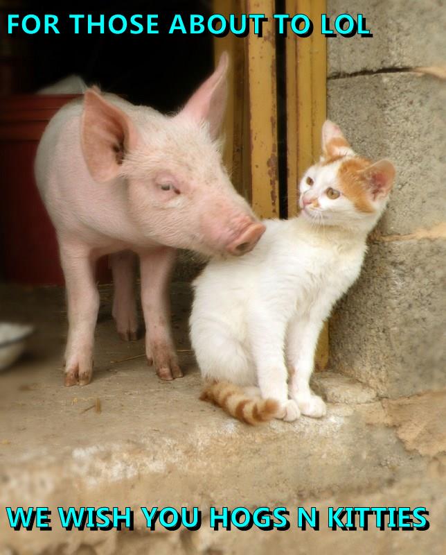 Hogs n kitties - Lolcats - lol | cat memes | funny cats | funny cat ...