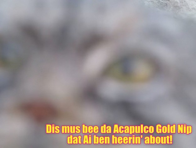 Gud Stuph. So Gud! - Lolcats - lol | cat memes | funny cats | funny cat ...