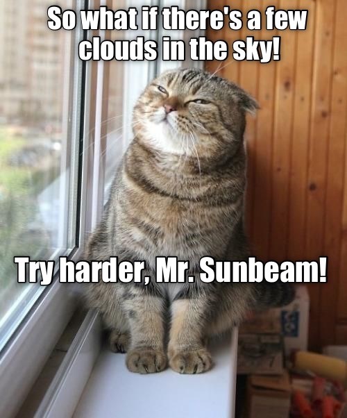 A little sunlight here!! - Lolcats - lol | cat memes | funny cats ...