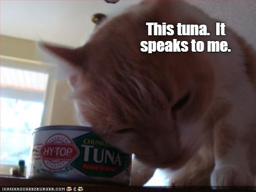 It says "Eat me" - Lolcats - lol | cat memes | funny cats | funny cat ...