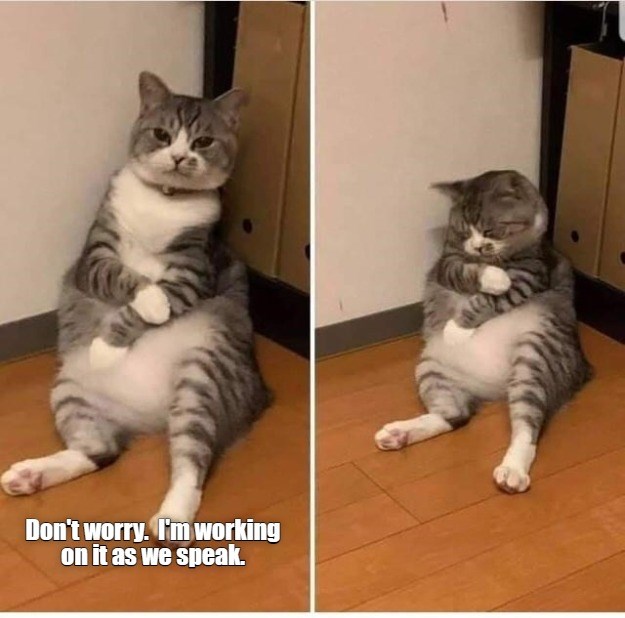 Working hard - Lolcats - lol | cat memes | funny cats | funny cat ...