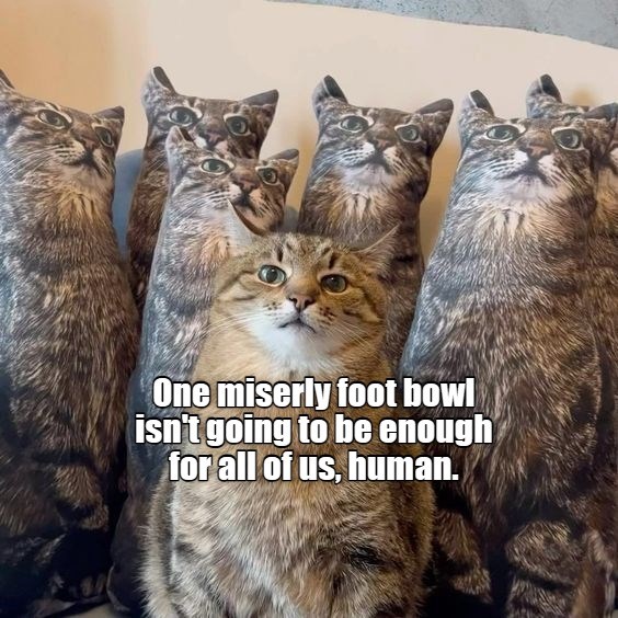 Feed my whole family - Lolcats - lol | cat memes | funny cats | funny ...