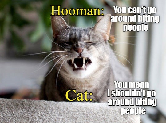 Potato Potaato - Lolcats - lol | cat memes | funny cats | funny cat ...