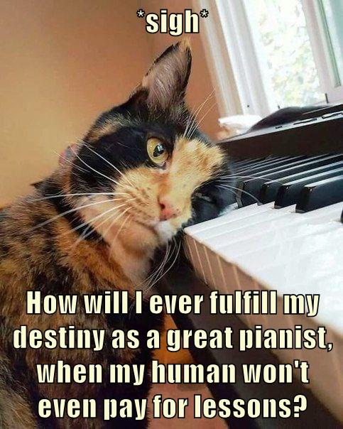 Hooman is so stingy - Lolcats - lol | cat memes | funny cats | funny ...