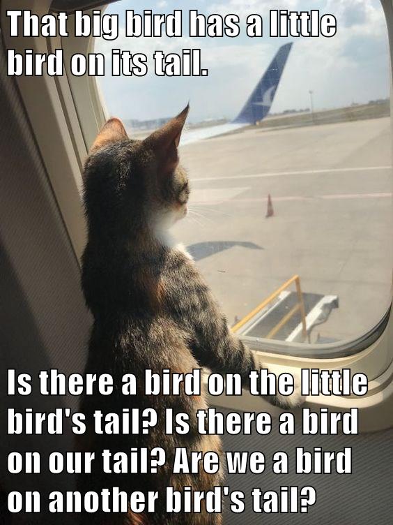 Meta - Lolcats - lol | cat memes | funny cats | funny cat pictures with ...