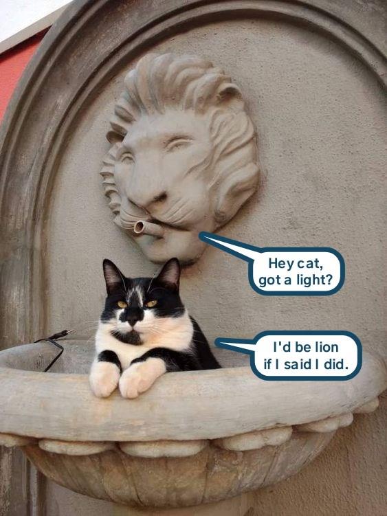 What he needs, mane-ly - Lolcats - lol | cat memes | funny cats | funny ...