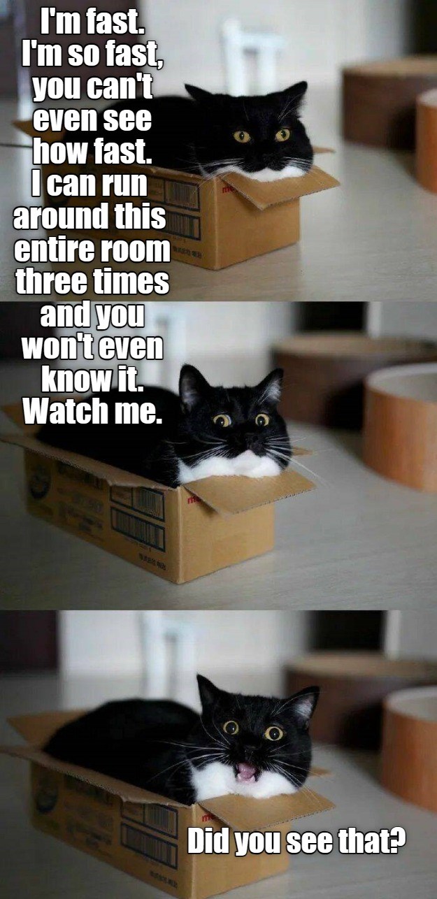 I'm so incredibly fast - Lolcats - lol | cat memes | funny cats | funny ...