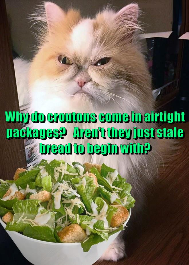 Someone has to ask the impawtant questions - Lolcats - lol | cat memes ...