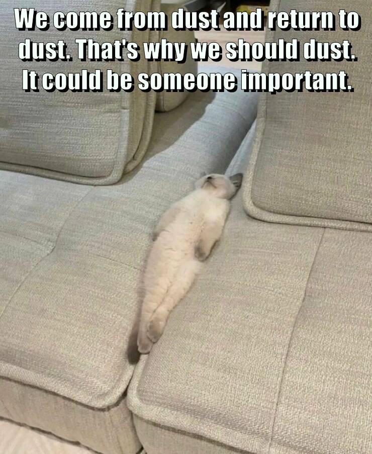 Insert Marvel joke here - Lolcats - lol | cat memes | funny cats ...