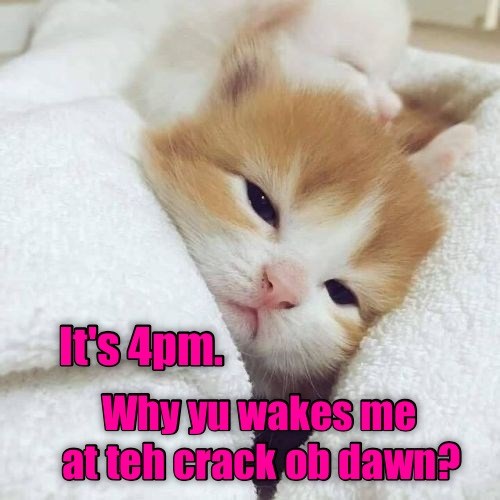 Little Catula. - Lolcats - lol | cat memes | funny cats | funny cat ...