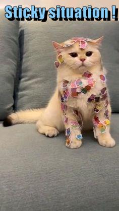 Uh oh - Lolcats - lol | cat memes | funny cats | funny cat pictures ...