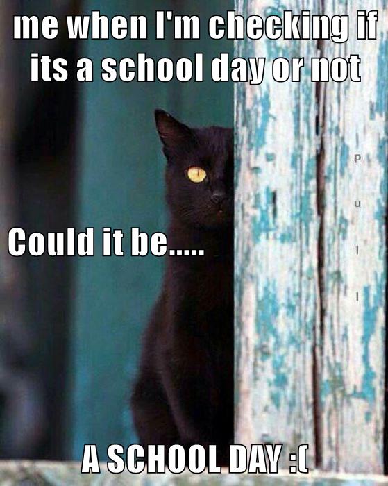 Womp Womp Lolcats Lol Cat Memes Funny Cats Funny Cat Pictures With Words On Them
