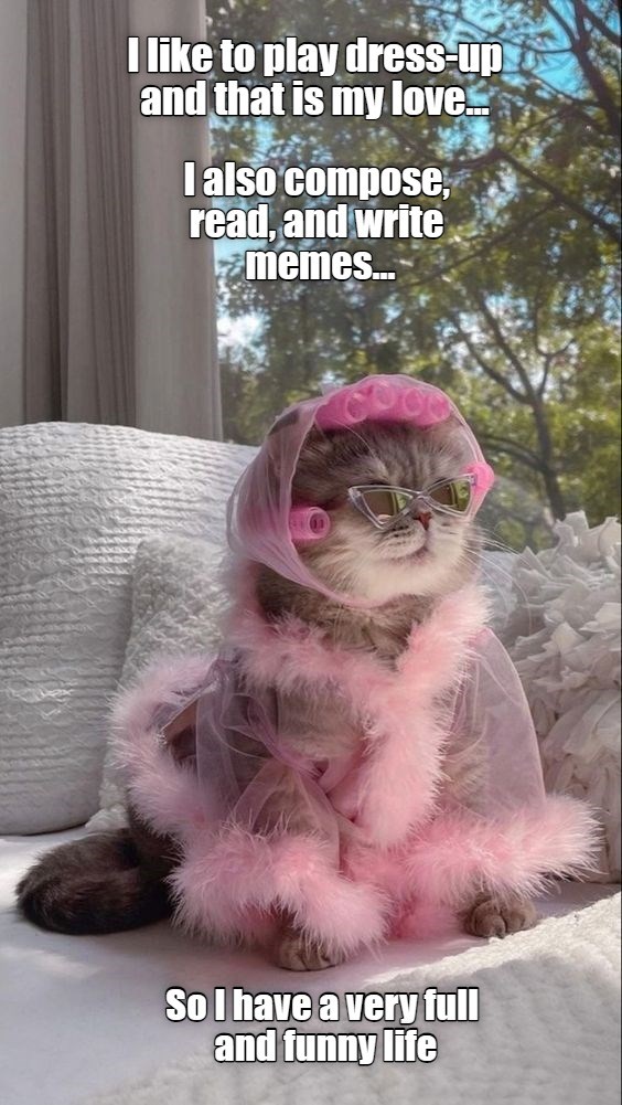 Memoirs of a Meme Diva - I Can Has Cheezburger?