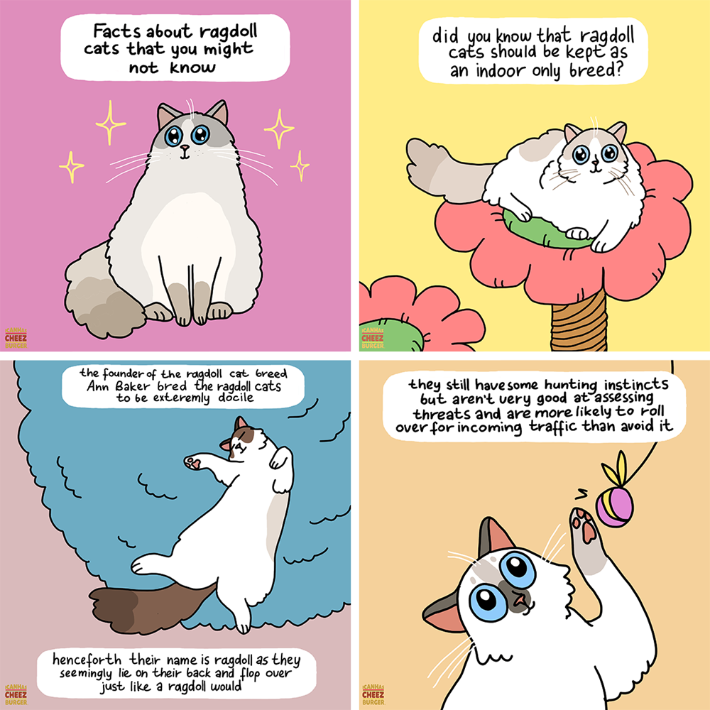 Ragdoll cats - I Can Has Cheezburger?