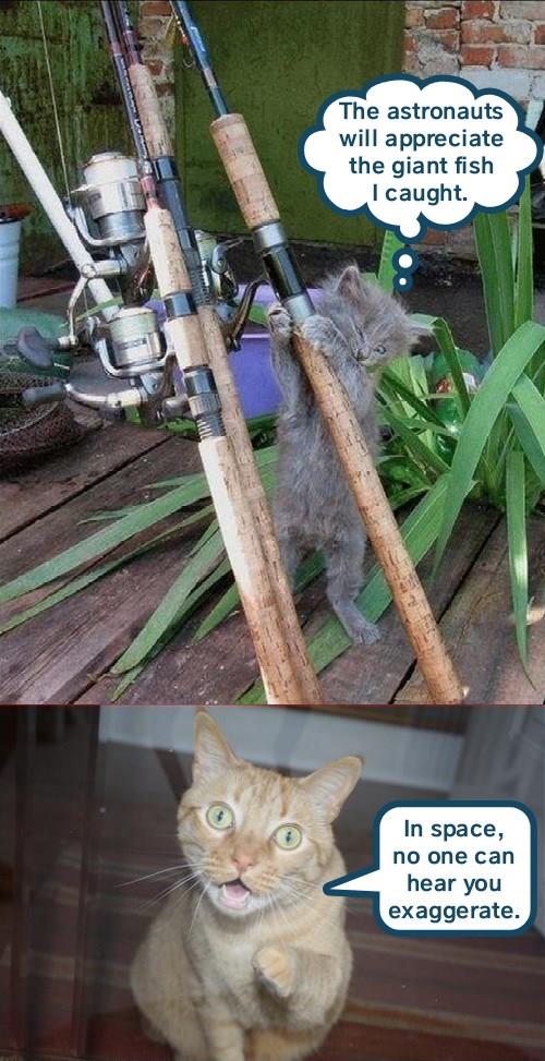 Makes the effort worthwhile - Lolcats - lol | cat memes | funny cats ...