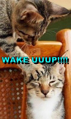 Wake up! - Lolcats - lol | cat memes | funny cats | funny cat pictures ...