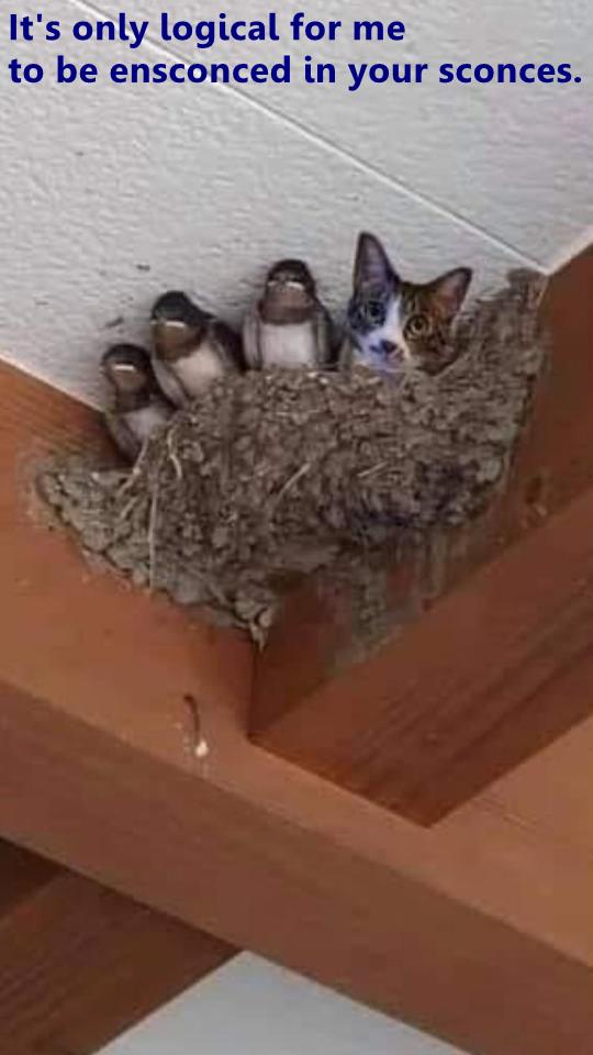 They'll never suspect - Lolcats - lol | cat memes | funny cats | funny ...