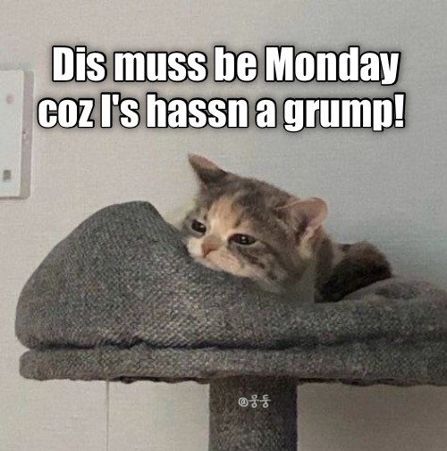 Grumpy Mondays - Lolcats - lol | cat memes | funny cats | funny cat ...
