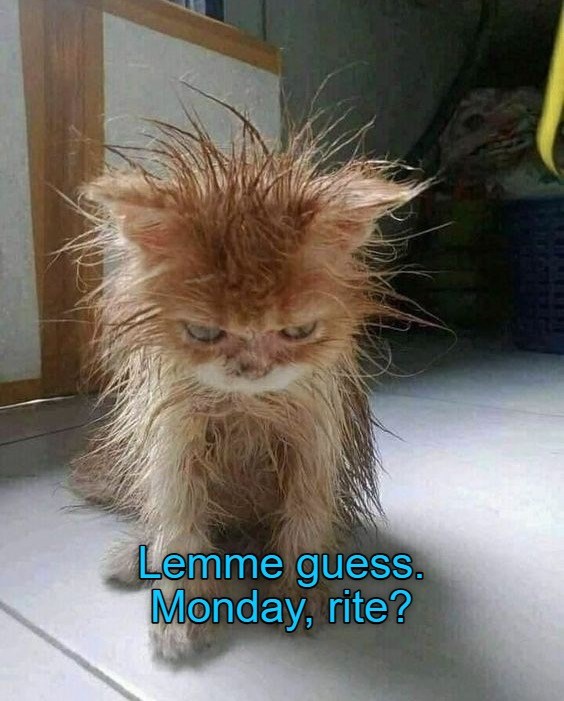 Monday, rite? - Lolcats - lol | cat memes | funny cats | funny cat ...