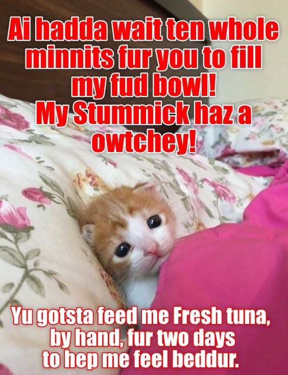 Oh!! The Trauma!!! - Lolcats - lol | cat memes | funny cats | funny cat ...