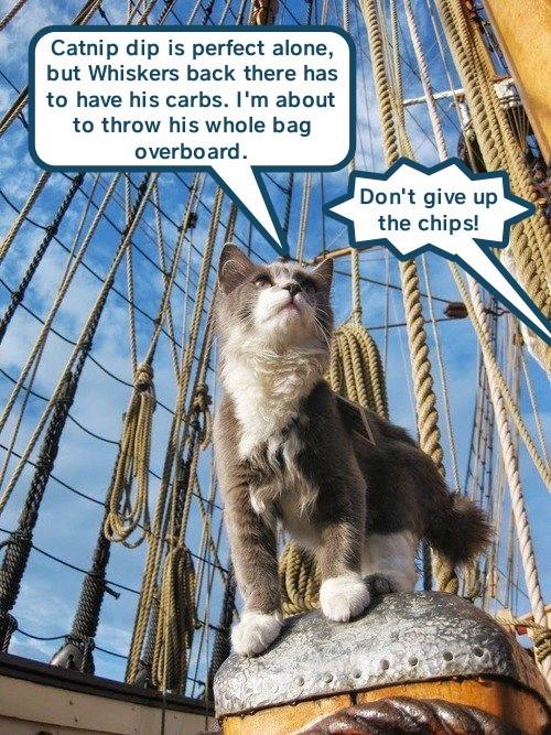 Making waves with catnip - Lolcats - lol | cat memes | funny cats ...
