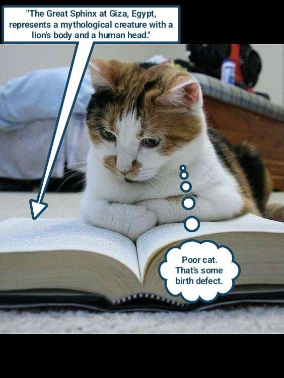 Impaired - Lolcats - lol | cat memes | funny cats | funny cat pictures ...