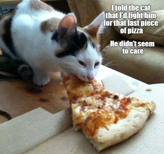 Pizza Has That Effect - Lolcats - lol | cat memes | funny cats | funny ...