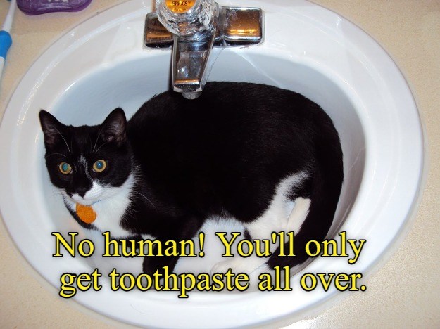 No human! - Lolcats - lol | cat memes | funny cats | funny cat pictures ...