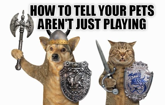 They're LARPing - Lolcats - lol | cat memes | funny cats | funny cat ...