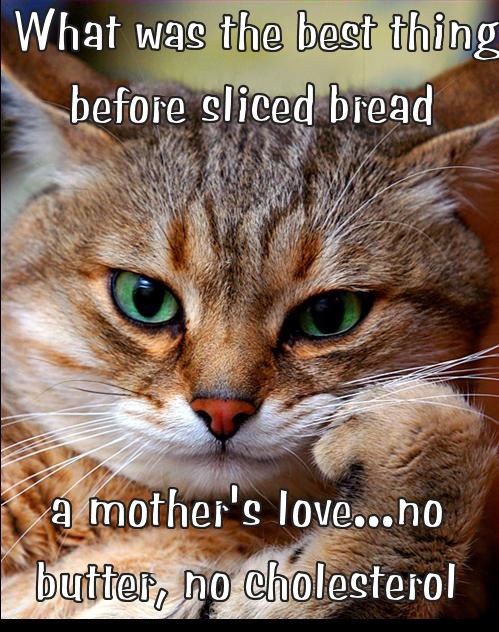 Non-fat hugees - Lolcats - lol | cat memes | funny cats | funny cat ...