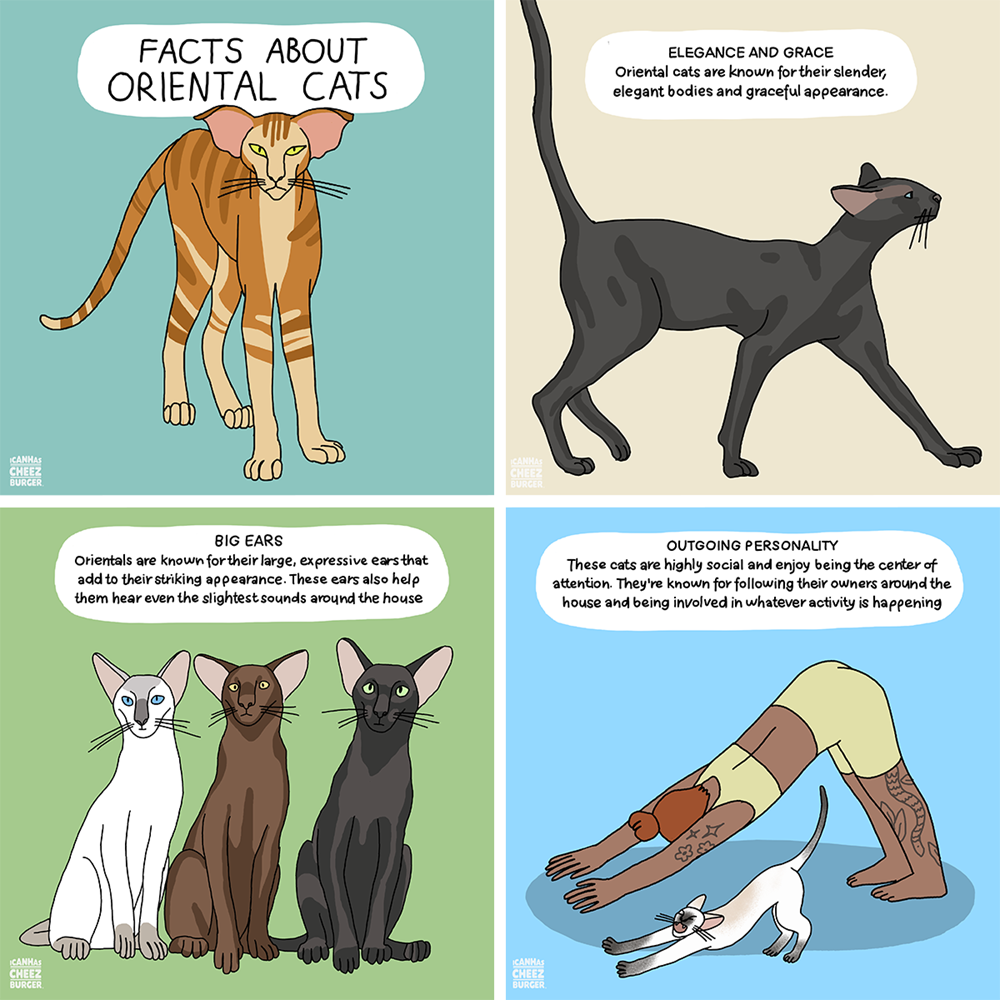Facts About Oriental Cats - I Can Has Cheezburger?