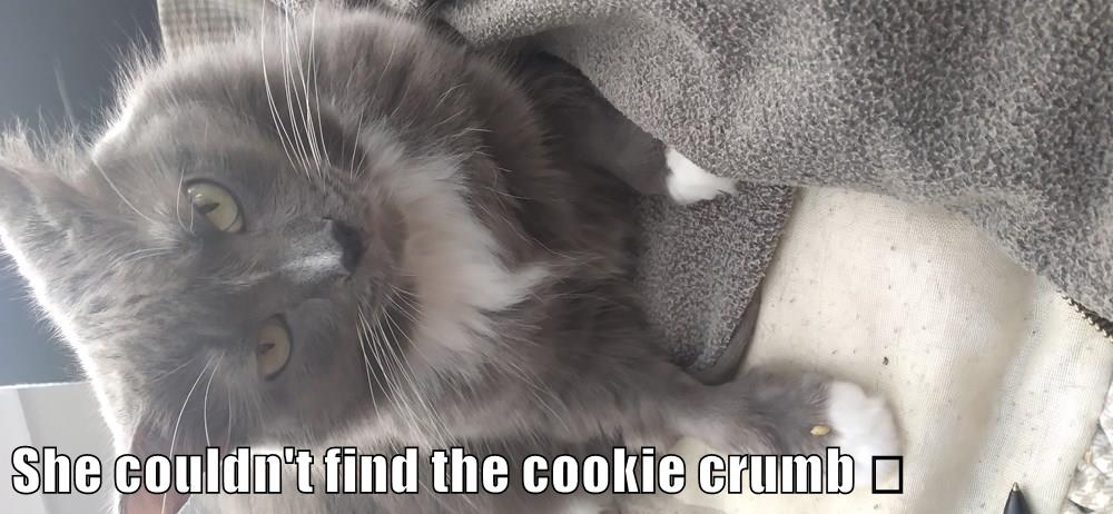 "Apex predator" - Lolcats - lol | cat memes | funny cats | funny cat ...