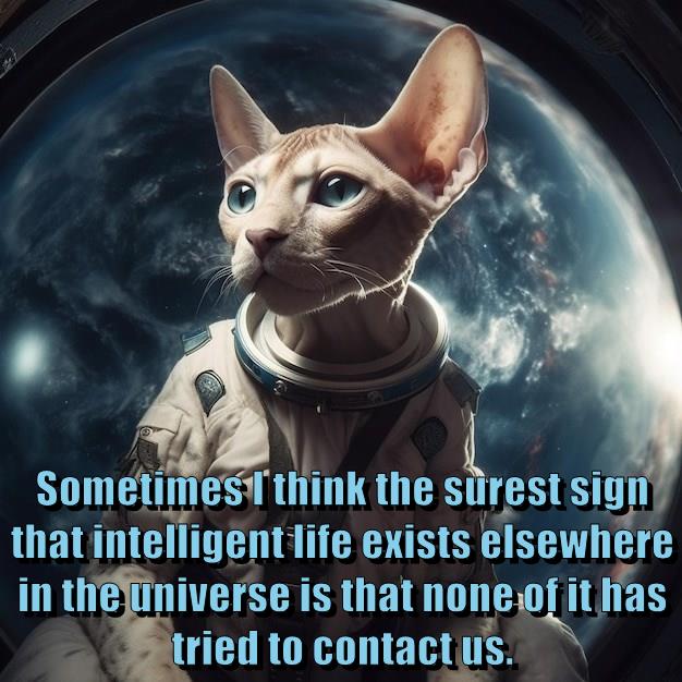 Sad, but true - Lolcats - lol | cat memes | funny cats | funny cat ...