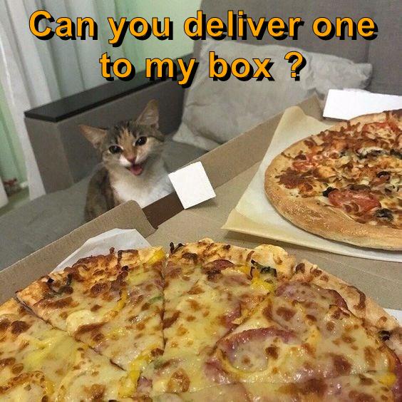 I'll take the boxes too, thanks - Lolcats - lol | cat memes | funny ...
