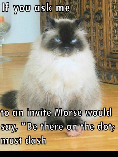 Dash, dash, dot - Lolcats - lol | cat memes | funny cats | funny cat ...
