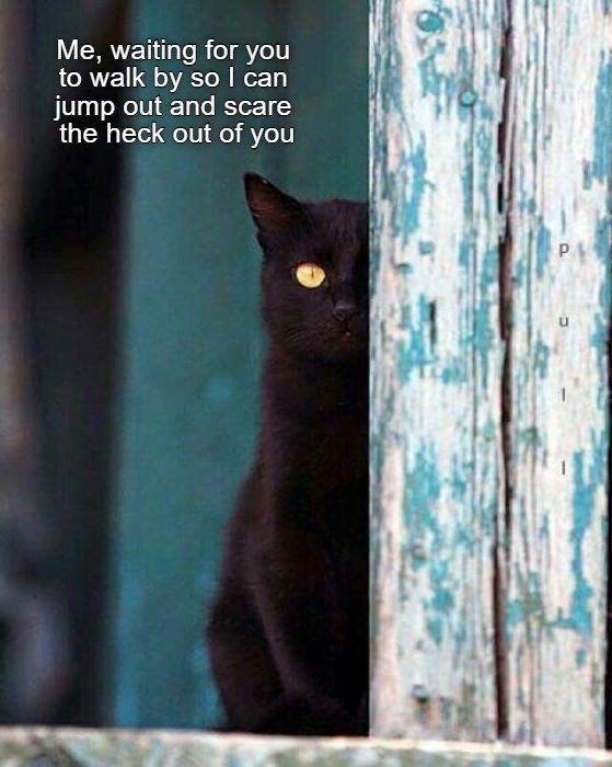 And I'm Still Waiting - Lolcats - lol | cat memes | funny cats | funny ...
