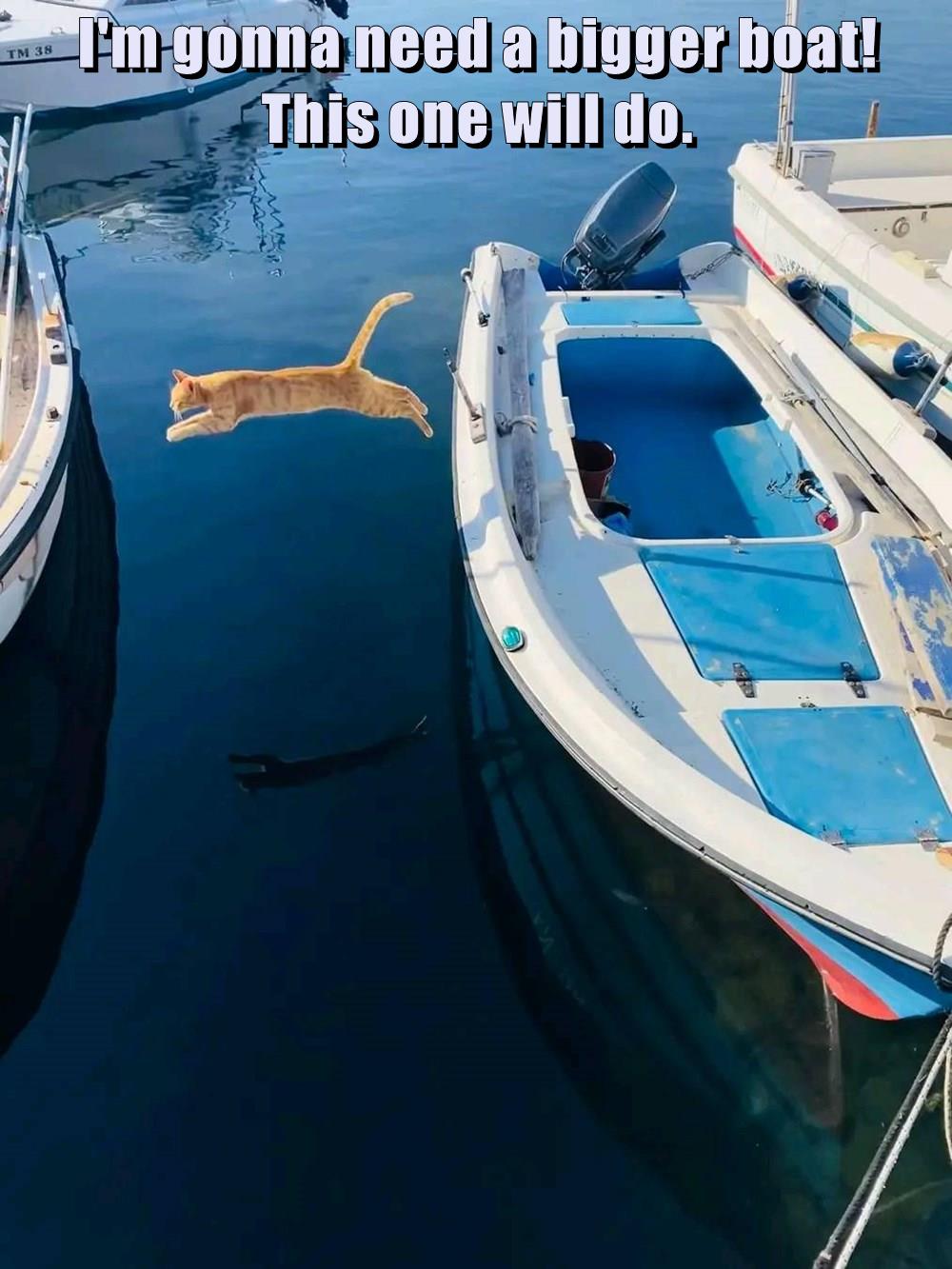 Dream big - Lolcats - lol | cat memes | funny cats | funny cat pictures ...