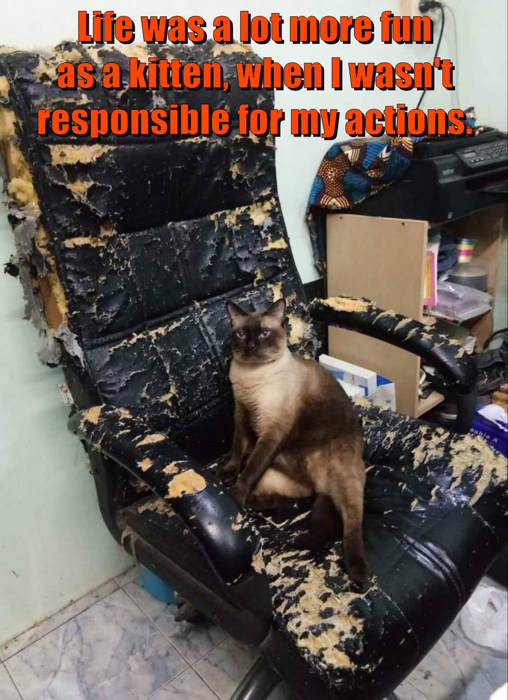 Let's go back - Lolcats - lol | cat memes | funny cats | funny cat ...