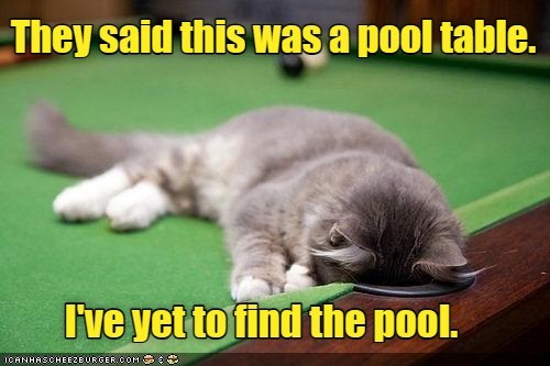 I brought my bathing suit. - Lolcats - lol | cat memes | funny cats ...