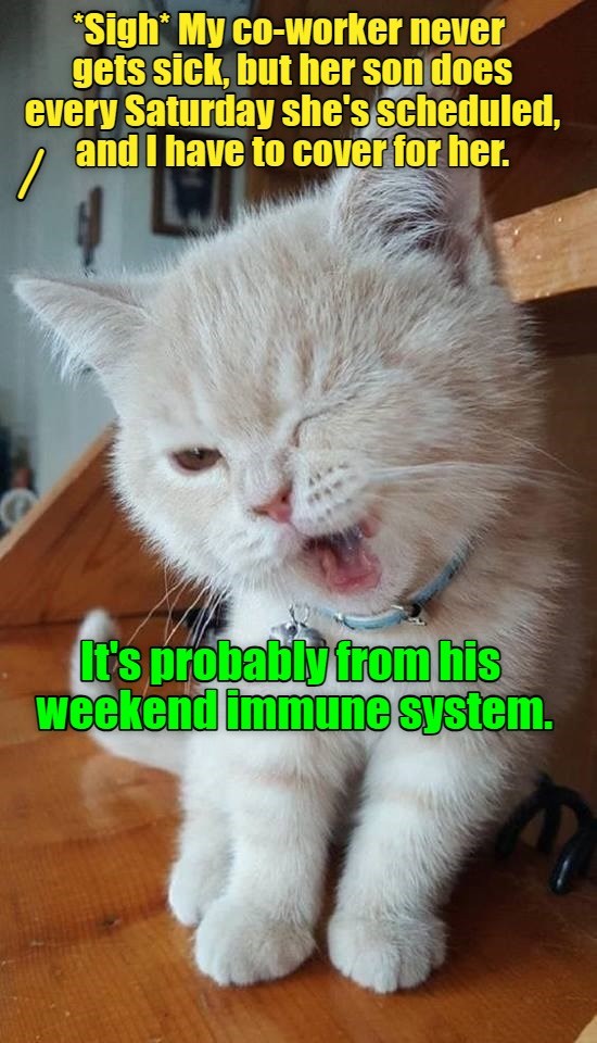 Saturday night & day fever. - Lolcats - lol | cat memes | funny cats ...