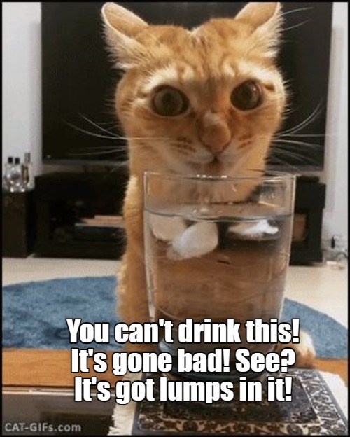 It's gone bad! - Lolcats - lol | cat memes | funny cats | funny cat ...