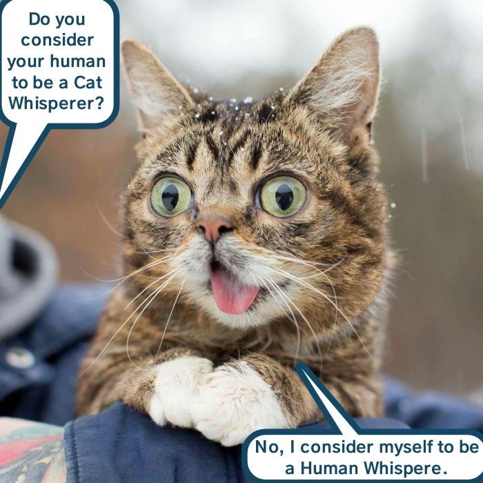 As all cats are - Lolcats - lol | cat memes | funny cats | funny cat ...