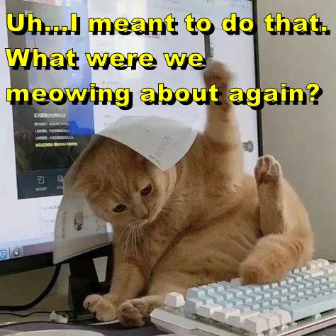 Just a quick catnap - Lolcats - lol | cat memes | funny cats | funny ...