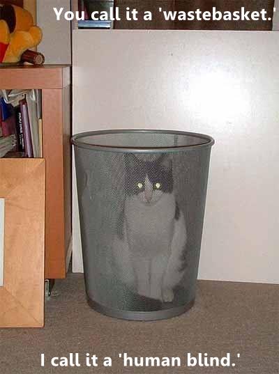 Potato, potahto - Lolcats - lol | cat memes | funny cats | funny cat ...