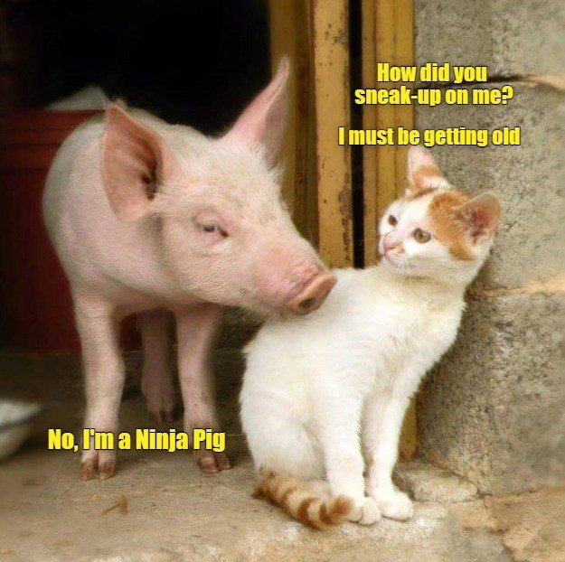 Ninja Pig - Lolcats - lol | cat memes | funny cats | funny cat pictures ...