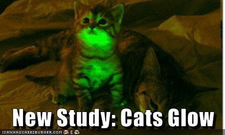 She has a bright future - Lolcats - lol | cat memes | funny cats ...