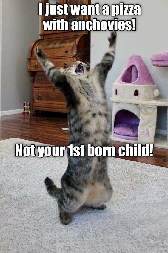 Geez! Gimmee a break! - Lolcats - lol | cat memes | funny cats | funny ...